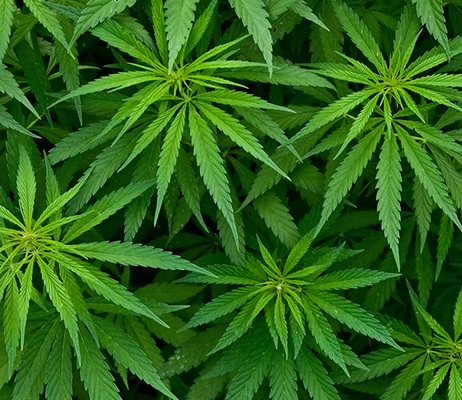 Marijuana Dependency Specialist - Northview Wellness